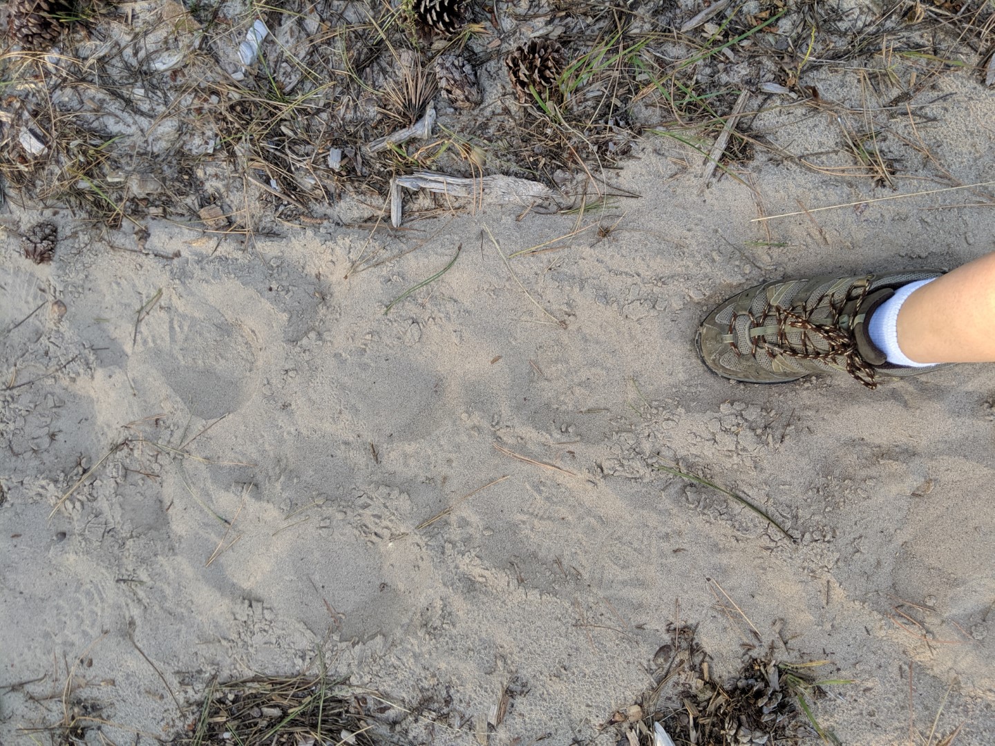 Should You Visit The Halsey Nebraska National Forest - Well Traveled ...